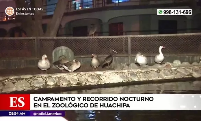 ¡Aventura nocturna! Descubre el recorrido nocturno del zoológico de Huachipa