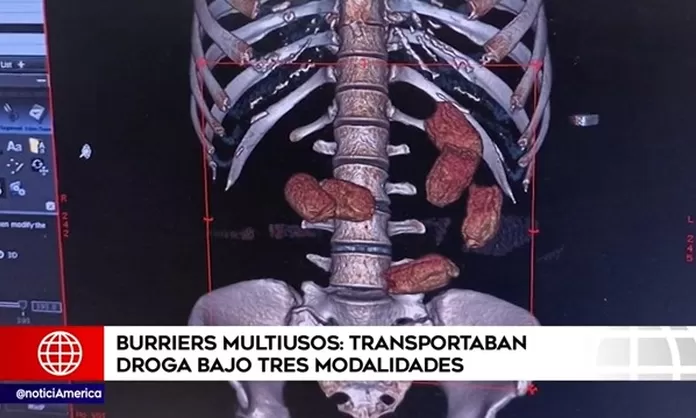 Burriers multiusos: Transportaban droga bajo tres modalidades distintas