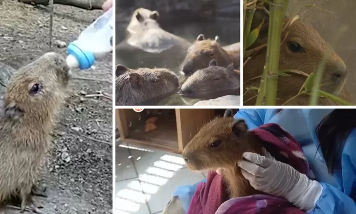 Capibaras bebé llegan al Parque de las Leyendas en Huachipa