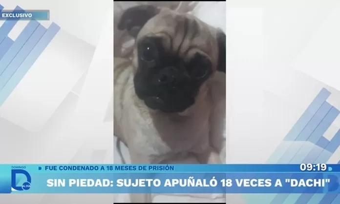 Caso Dachi: El testimonio de la dueña de la mascota apuñalada
