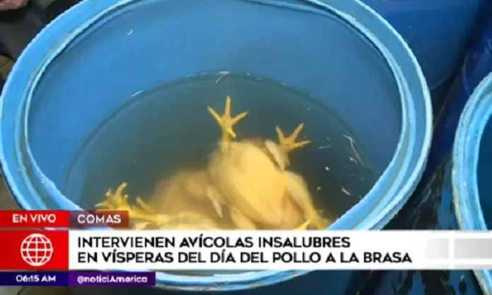 Comas: intervienen avícolas insalubres en víspera del día del pollo a ... Comas: intervienen avícolas insalubres en víspera del día del pollo a ...