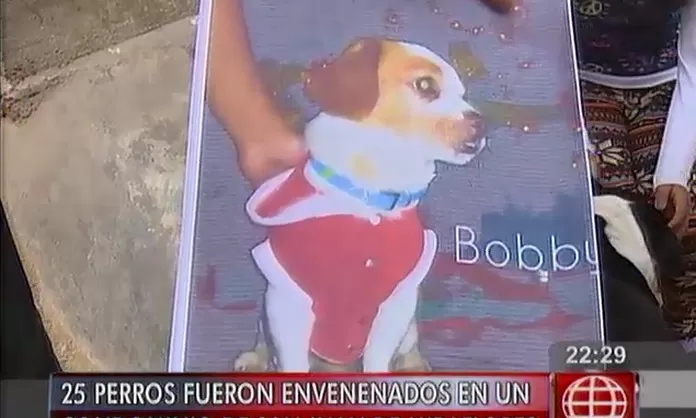 25 perros fueron envenenados en un condominio de San Juan de Miraflores