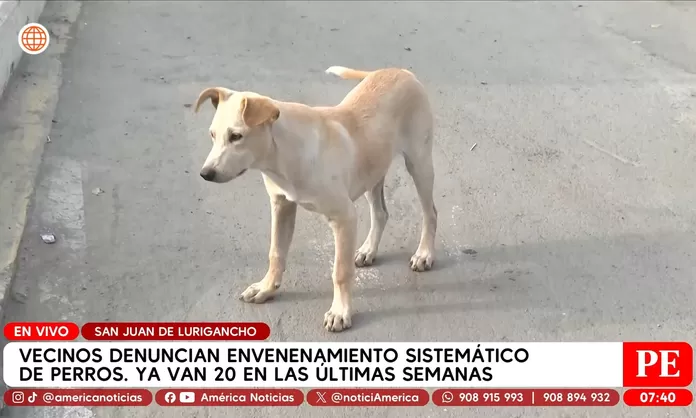 San Juan de Lurigancho: Envenenamiento masivo de perros