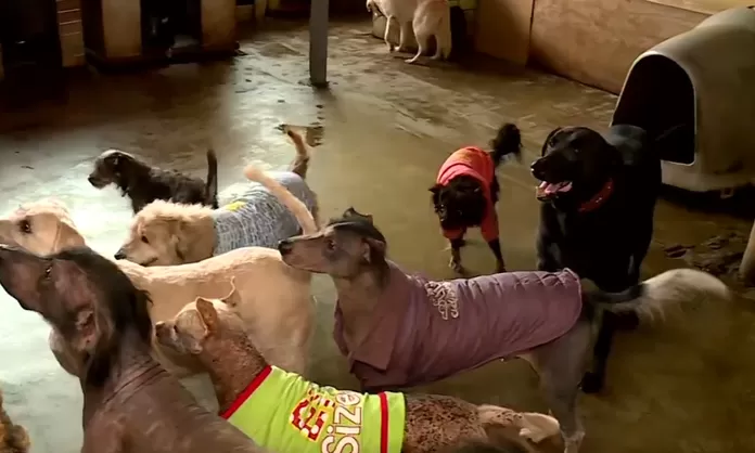 "Patatón 2023": Albergues buscan recolectar 5 toneladas de alimentos en ...