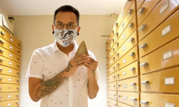 Investigador peruano describió especie de cachalote enano que vivió ...