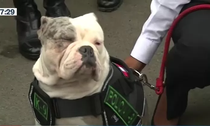 Max, el bulldog maltratado por extrabajador del Congreso, se ...