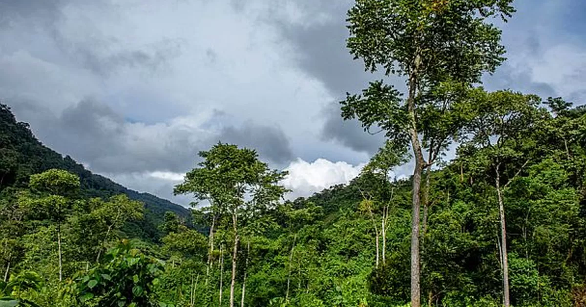 Minam: piden que bosque en Amazonas sea clasificado como área de ...