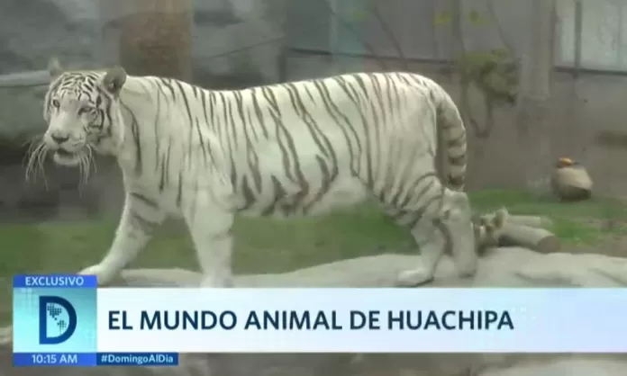 El mundo animal de Huachipa