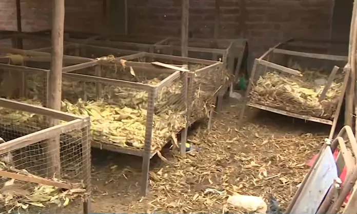 Pachacamac: Dos perros mataron a más de 200 cuyes valorizado en S/ 10 mil Pachacamac: Dos perros mataron a más de 200 cuyes valorizado en S/ 10 mil