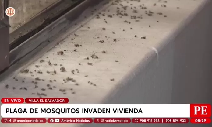 Vecinos denuncian plaga de mosquitos en Villa El Salvador