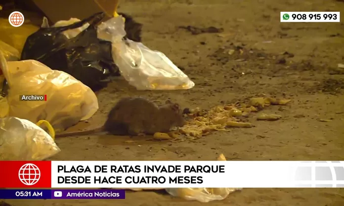 Rímac: Plaga de ratas invade parque