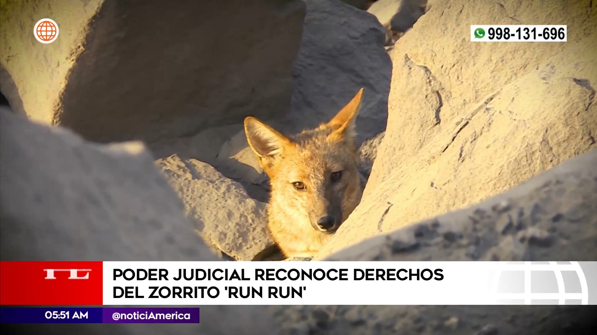 Zorrito run run: Poder Judicial reconoce sus derechos - América Noticias