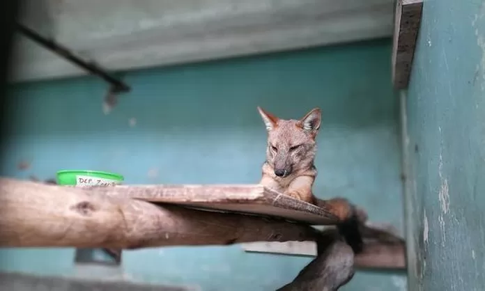 Las primeras fotos y los cuidados que recibe en el zorro ‘Run Run’ en ...