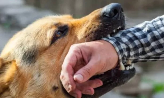 Rabia humana: Cuatro imprescindibles datos para hacerle frente a la ...