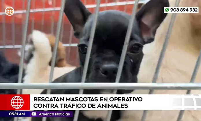 Tráfico de animales: Rescatan mascotas en operativo