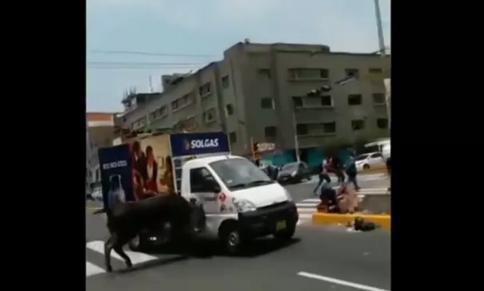 La Victoria: toro suelto alarmó a conductores y transeúntes