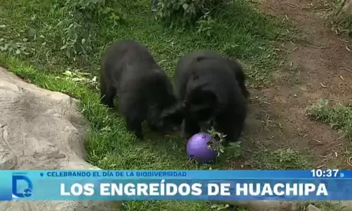 Zoológico de Huachipa celebró el Día de la Biodiversidad