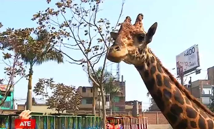 Zoológico de Huachipa reabrió sus puertas manteniendo medidas de bioseguridad