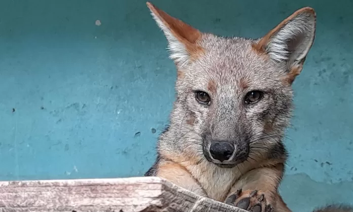 Zorro andino: Entérate más sobre la especie a la cual pertenece ‘Run run’