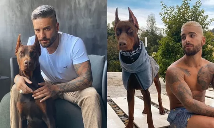 Maluma fue atacado por su perro dóberman y así quedó su rostro