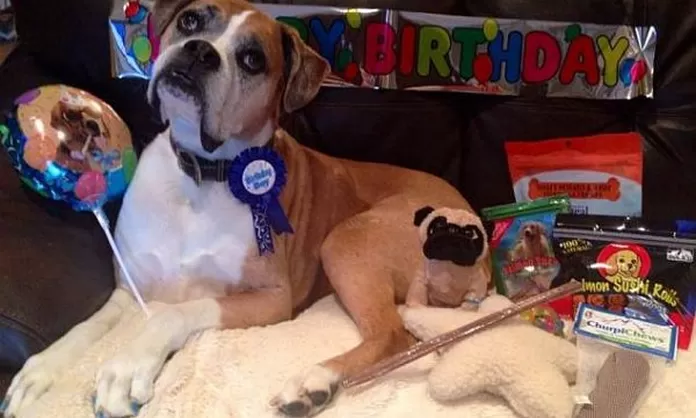 Conoce al perro ‘Romeo’ y los 20 deseos que le cumplió su dueña antes ...