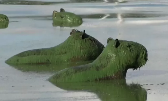 Capibaras verdes aparecen en Argentina
