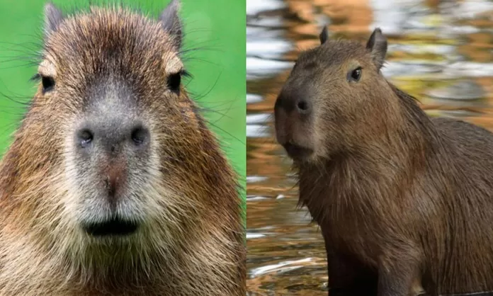 Capibaras y la razón de su popularidad en redes sociales