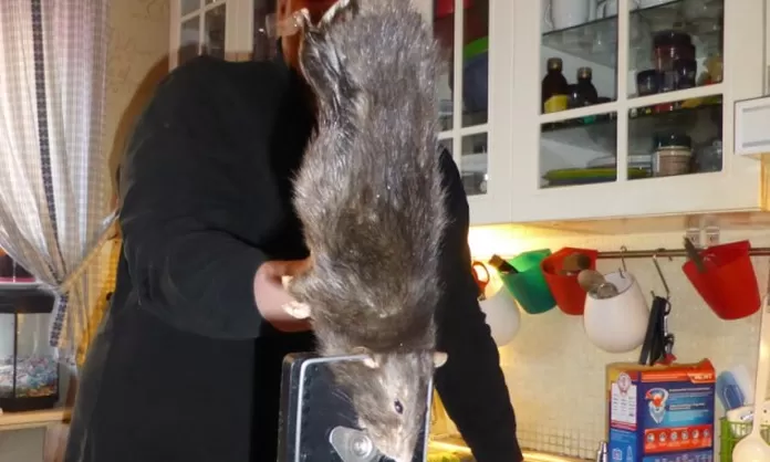 Conoce a la verdadera ‘mama rata’: el enorme roedor fue el terror de ...