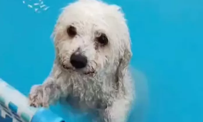 Cortito: Perro de TikTok se volvió viral por "pedir perdón"