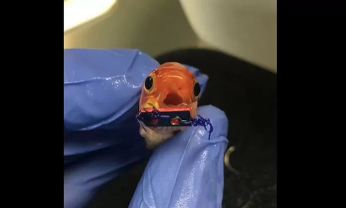 Creativo veterinario logró ponerle brackets a este pez payaso - América ...