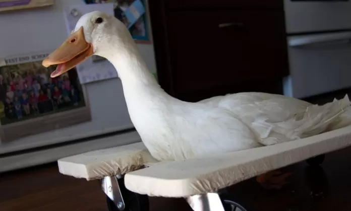 Inventan silla de ruedas para pato discapacitado