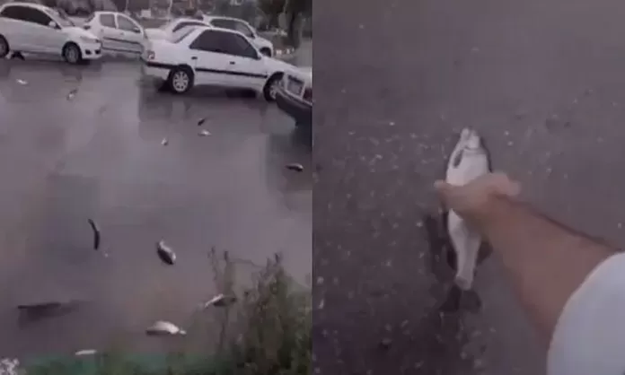 Lluvia de peces en Irán y la explicación del fenómeno