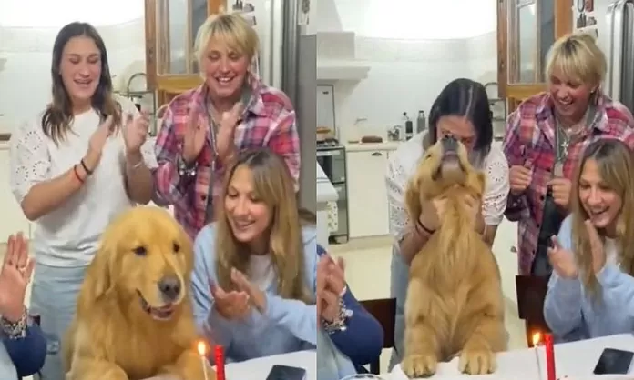 ¡El más feliz! Perrito se emocionó tras sorpresa por su cumpleaños