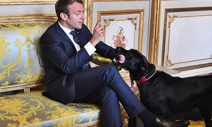 Nemo, el perro adoptado por el presidente Macron en Francia - América Noticias