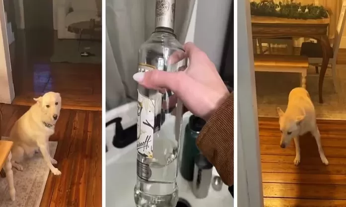 ¡No puede ni caminar! Perro se emborrachó tras beber dos botellas de ...