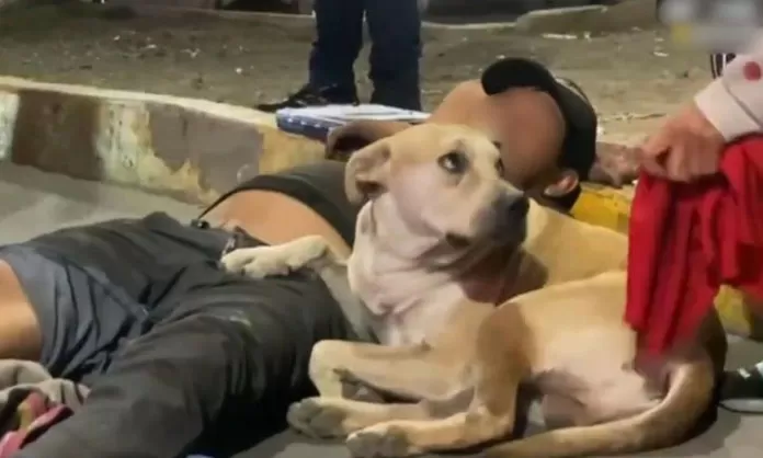 Perrito se hizo viral al no abandonar a dueño atropellado