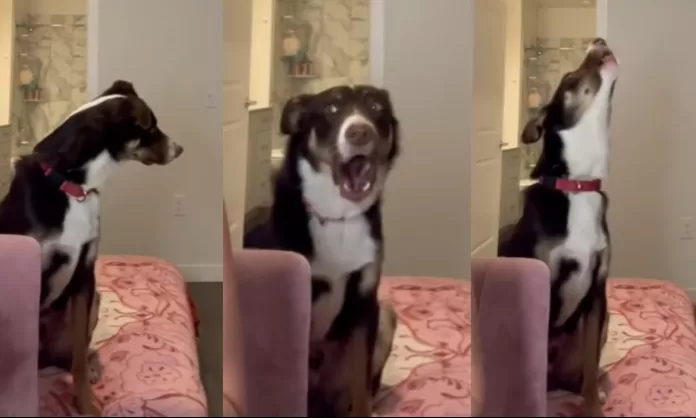 Perro causa sensación en Tik Tok por sus gustos musicales