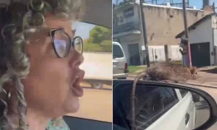 Rata en retrovisor de auto generó pánico en conductora