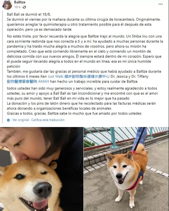 ¡Siempre te recordaremos! Murió Balltze, el perrito que conquistó las ...