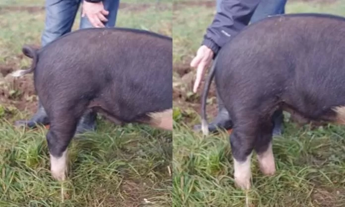 YouTube: así se 'desenreda' la cola de un chancho
