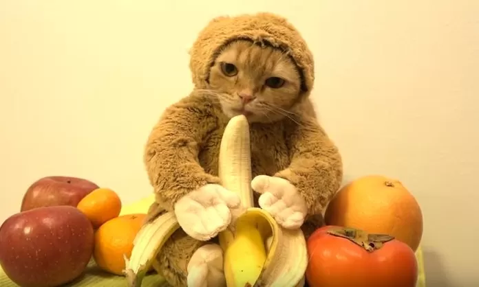 YouTube: conoce al 'gato-mono' que come plátano y ha conquistado el ...