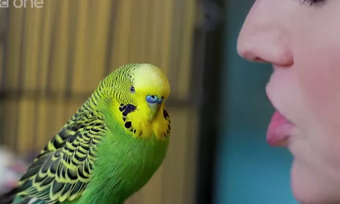 Conoce a 'Disco': el perico que puede 'hablar'