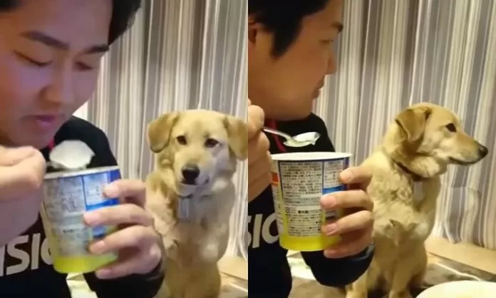 YouTube: perro resentido observa cómo su amo come un delicioso helado