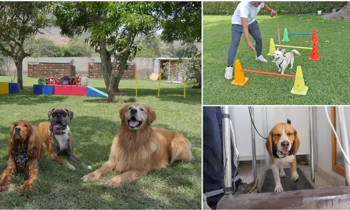 Escuela para perros: ¿Cómo funciona y qué beneficios tiene?