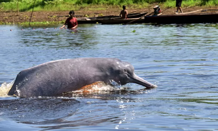 ¿Cómo proteger los delfines de río en el Perú?