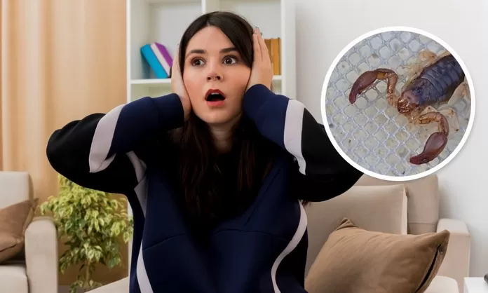 ¿Cómo saber si un escorpión o alacrán es venenoso?