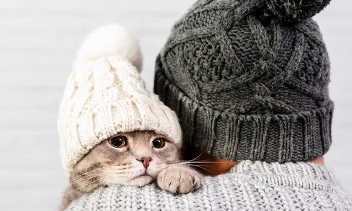 ¿Cómo saber si mi gato tiene frío?