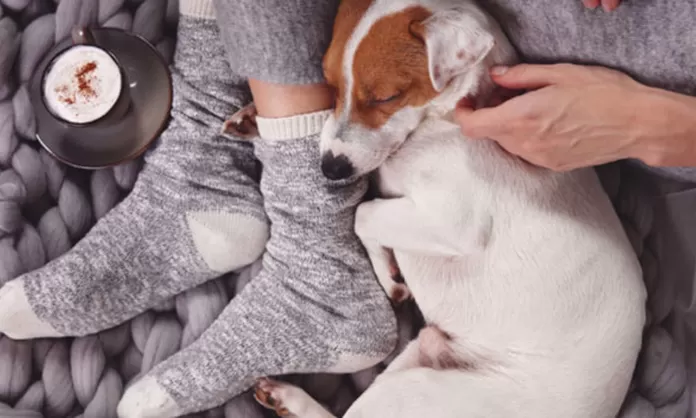 Cómo saber si tu perro tiene gripe o está sufriendo de frío - América ...
