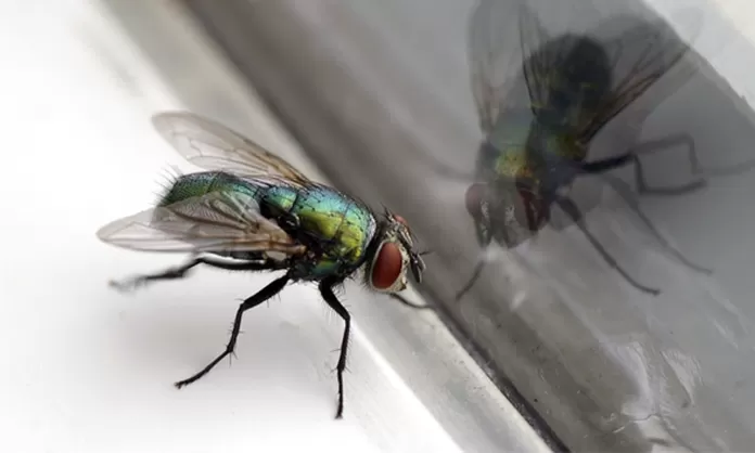 ¿Las moscas pueden trasladar el coronavirus?