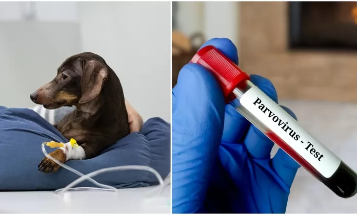 Parvovirus en perros: ¿Qué síntomas da y cómo se contagia?